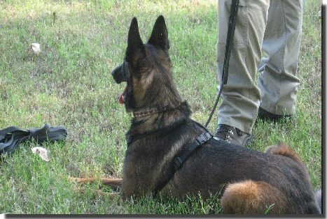 Welcome to K-9 Search & Rescue Of Kansas