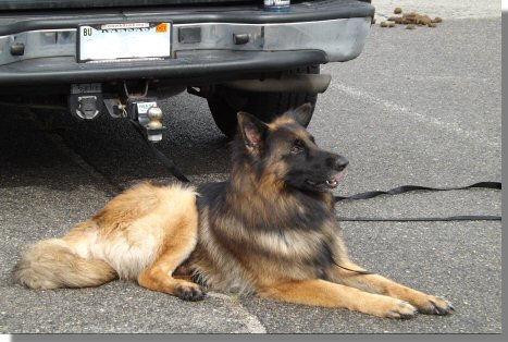 Welcome to K-9 Search & Rescue Of Kansas